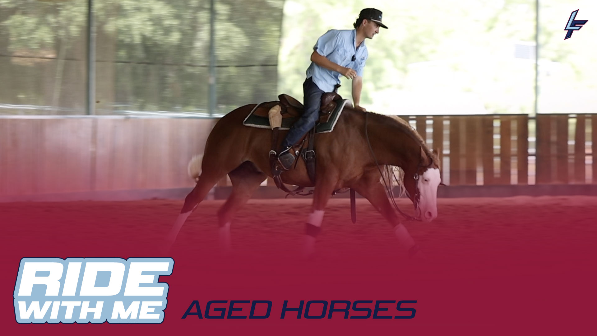 Busy Minded Horse - Luca Fappani Performance Horses