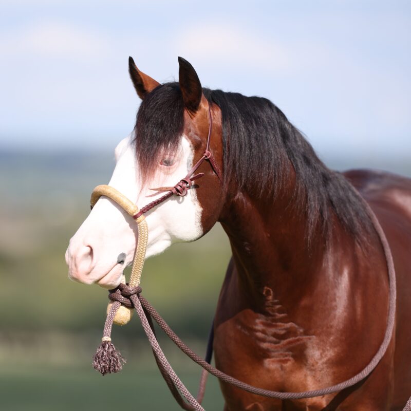 Shop - Luca Fappani Performance Horses